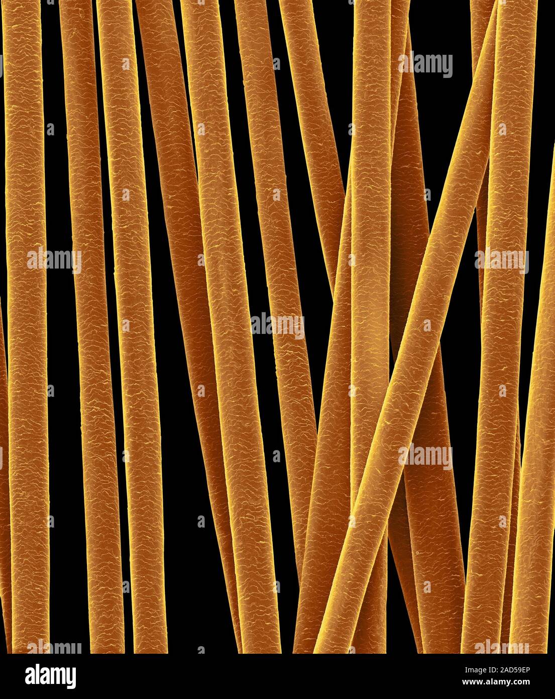 Human hair shafts from the head, coloured scanning electron micrograph ...