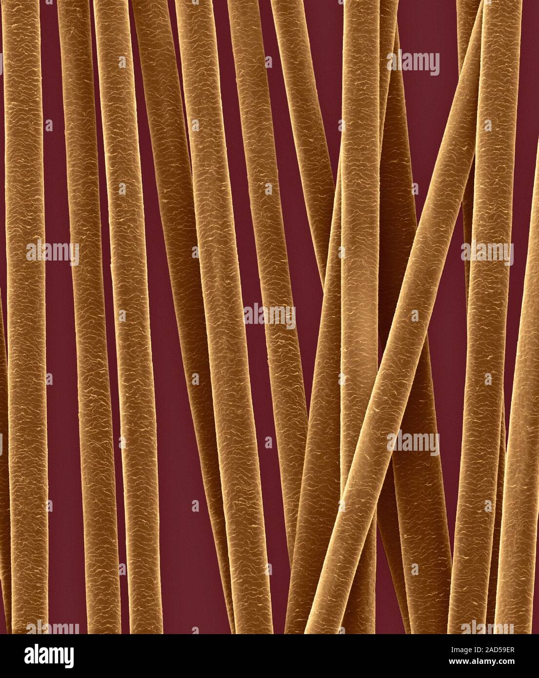 Human hair shafts from the head, coloured scanning electron micrograph ...
