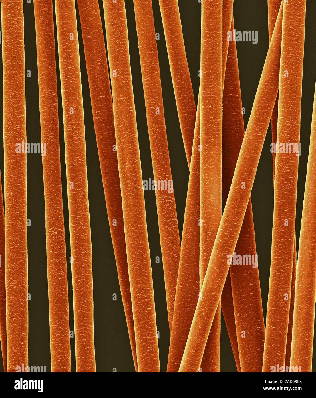 Human hair shafts from the head, coloured scanning electron micrograph ...