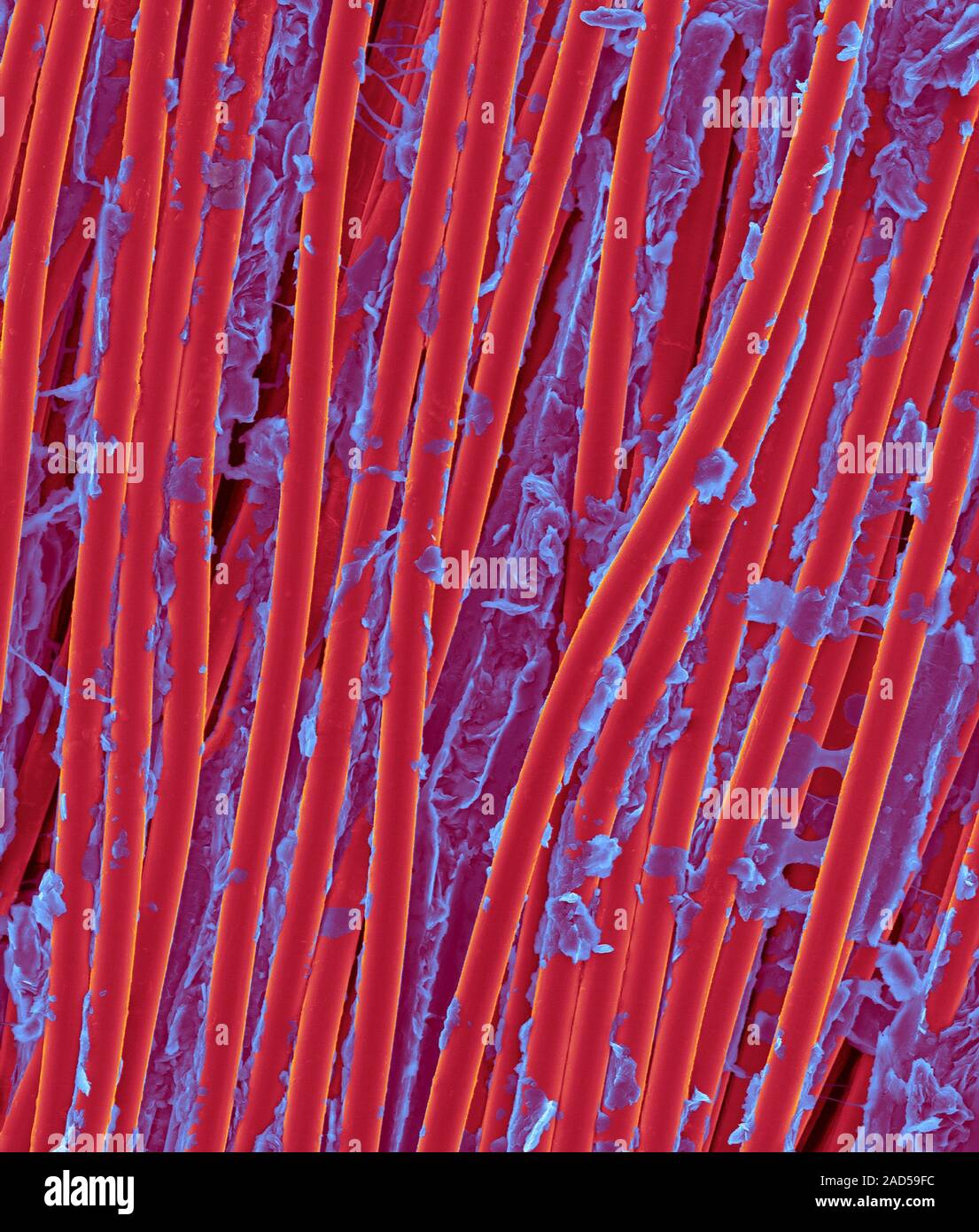 Waxed dental floss (flavoured), coloured scanning electron micrograph ...