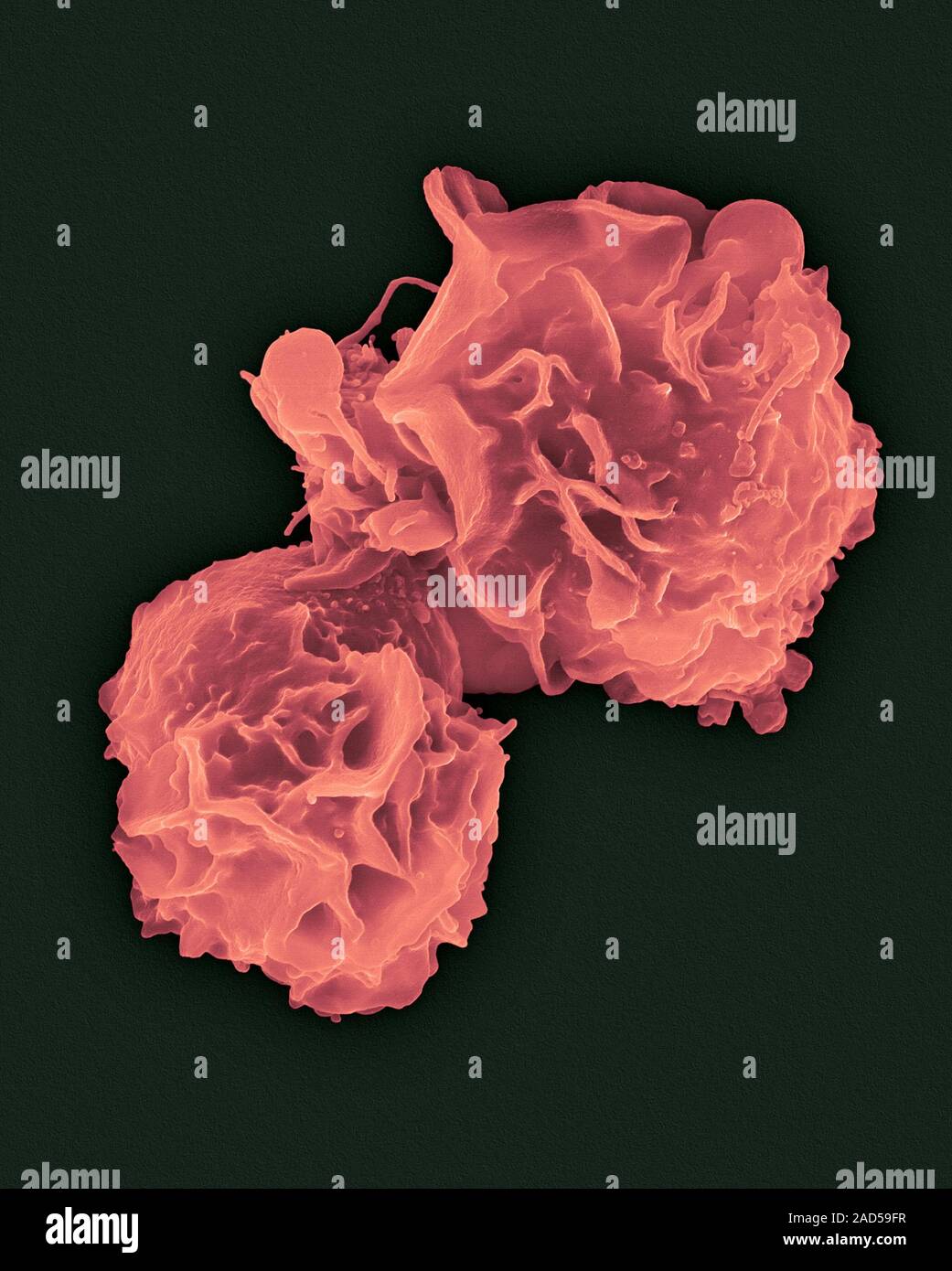Granulocytic white blood cells (neutrophils), coloured scanning ...