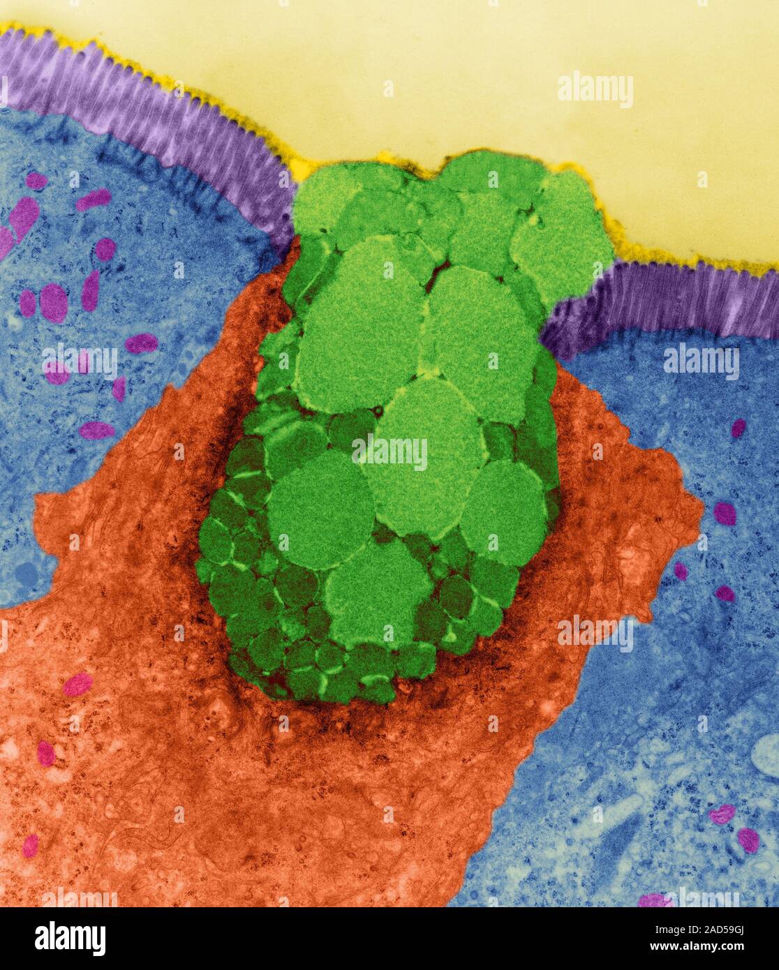 Goblet cell in the lining of the nasal epithelium, coloured ...