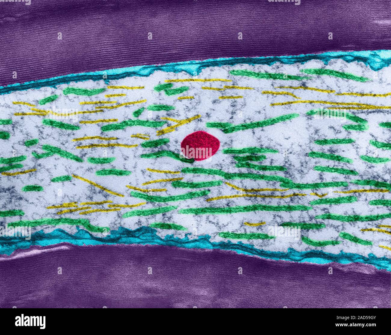 Myelinated axon from a central nervous system neuron (mammal ...