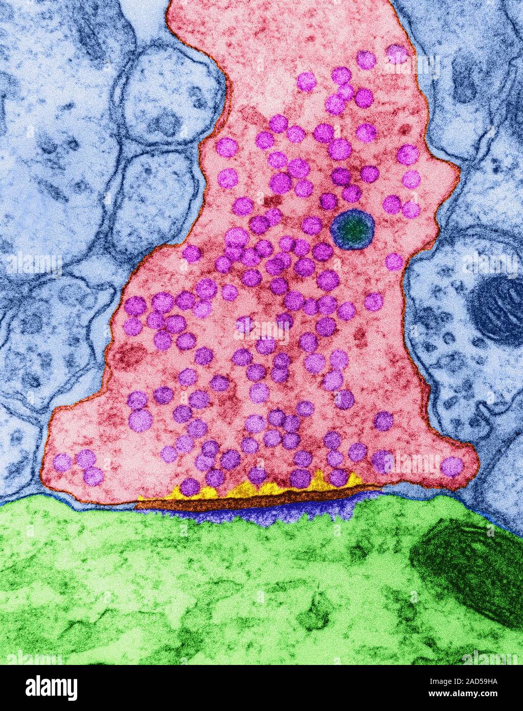 Excitatory synapse from the human central nervous system, coloured ...