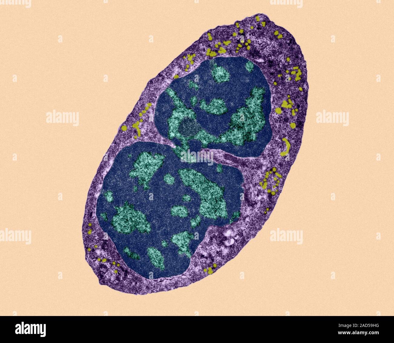 Human neutrophil (a type of granulocyte), coloured transmission ...