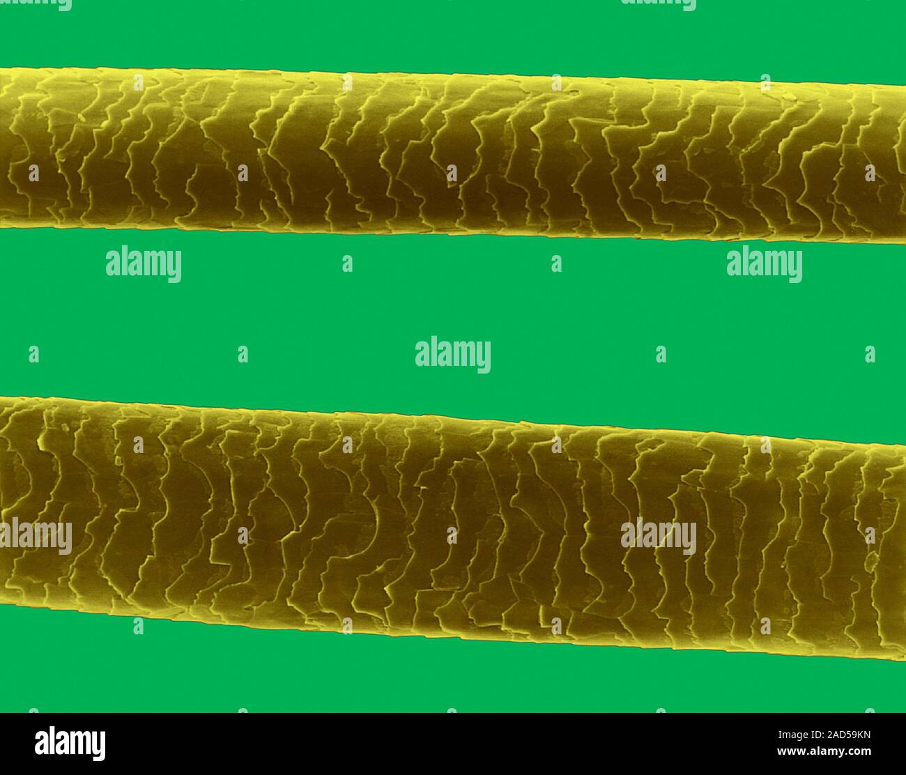 Human hairs - fine texture, light brown type (Caucasian), coloured ...