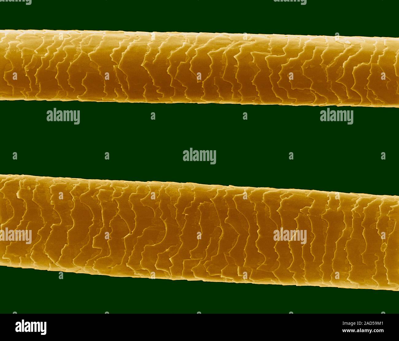 Human hairs - fine texture, light brown type (Caucasian), coloured ...