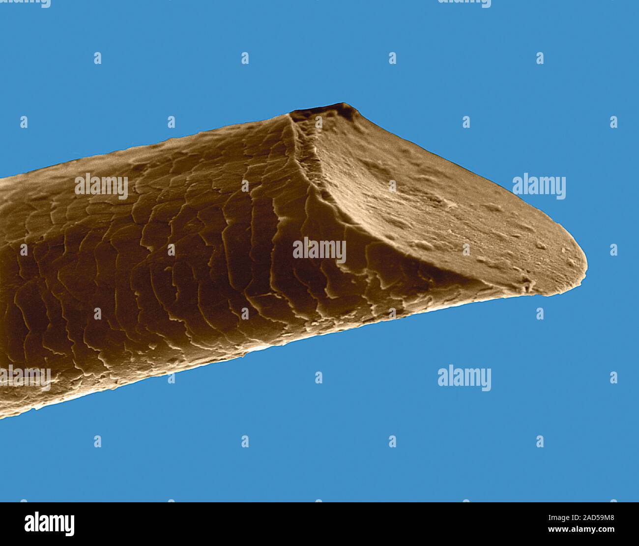 Human beard hair cut with a razor blade, coloured scanning electron ...