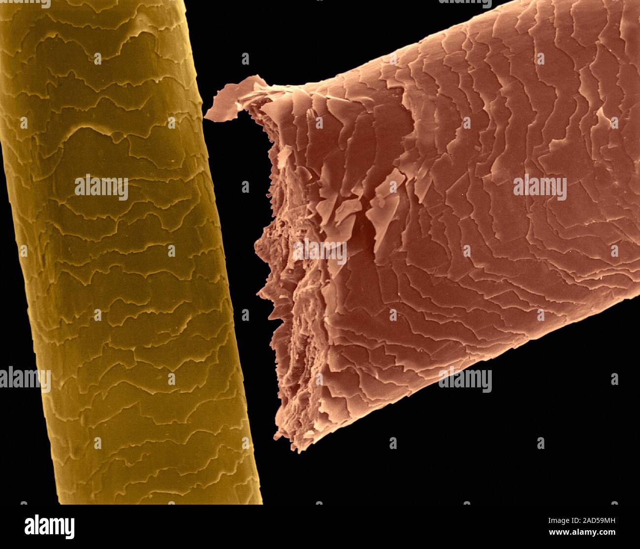 Human hair (auburn) cut with scissors, coloured scanning electron ...