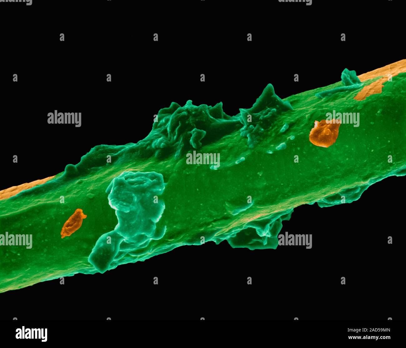 Human eyelash with mascara, coloured scanning electron micrograph (SEM ...