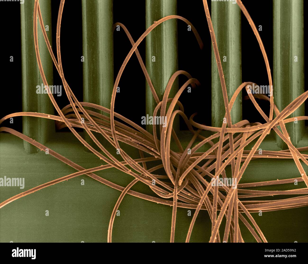 Human hair in a comb, coloured scanning electron micrograph (SEM). The ...