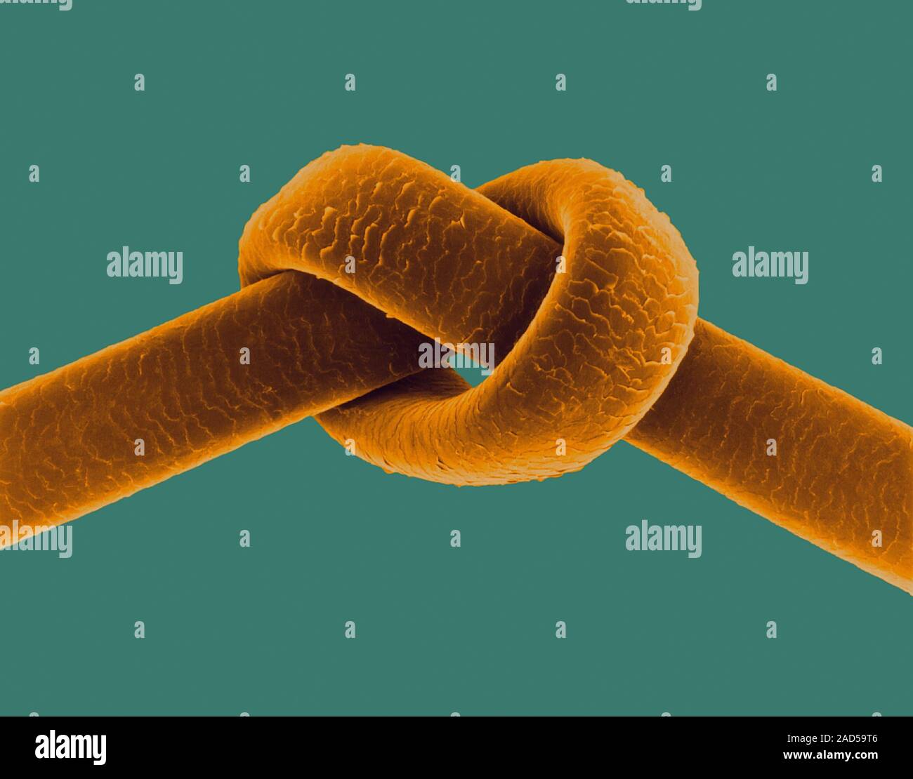 Human hair (Caucasian, red) in a knot, coloured scanning electron ...