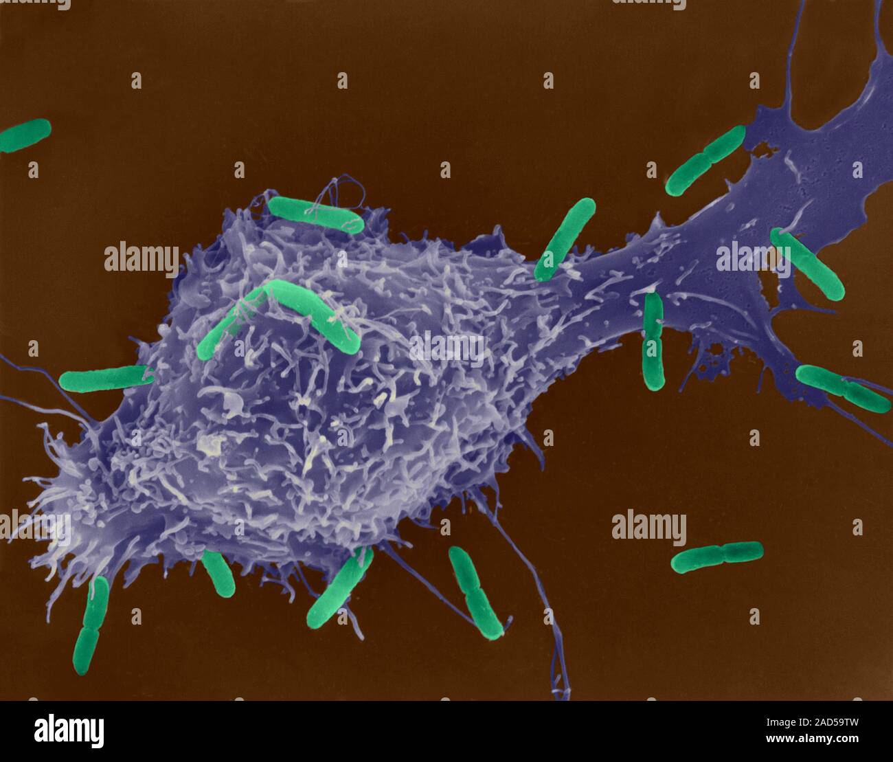 Peritoneal macrophage phagocytosis of E. coli, coloured scanning ...
