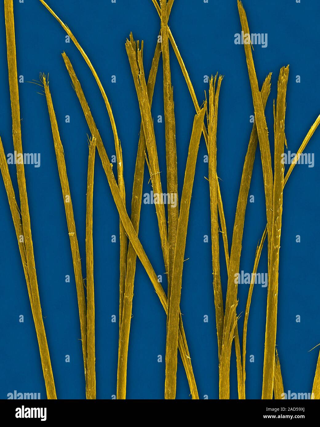 Human hair with split ends, coloured scanning electron micrograph (SEM ...