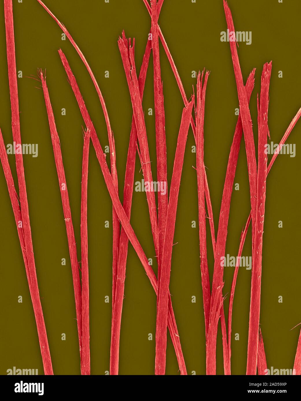 Human hair with split ends, coloured scanning electron micrograph (SEM ...