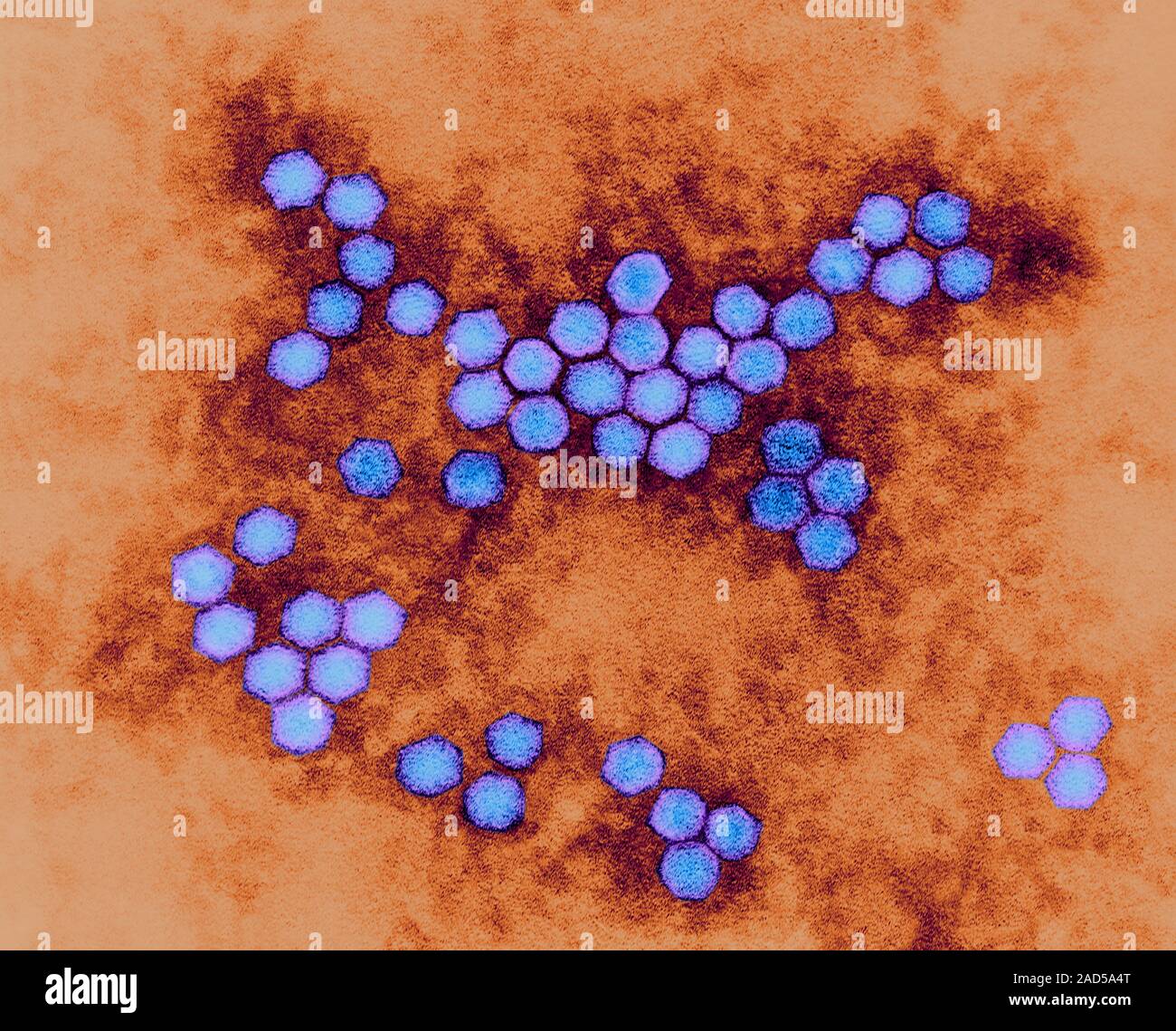 A Schematic Diagram Of The Structure Of The Poliovirus