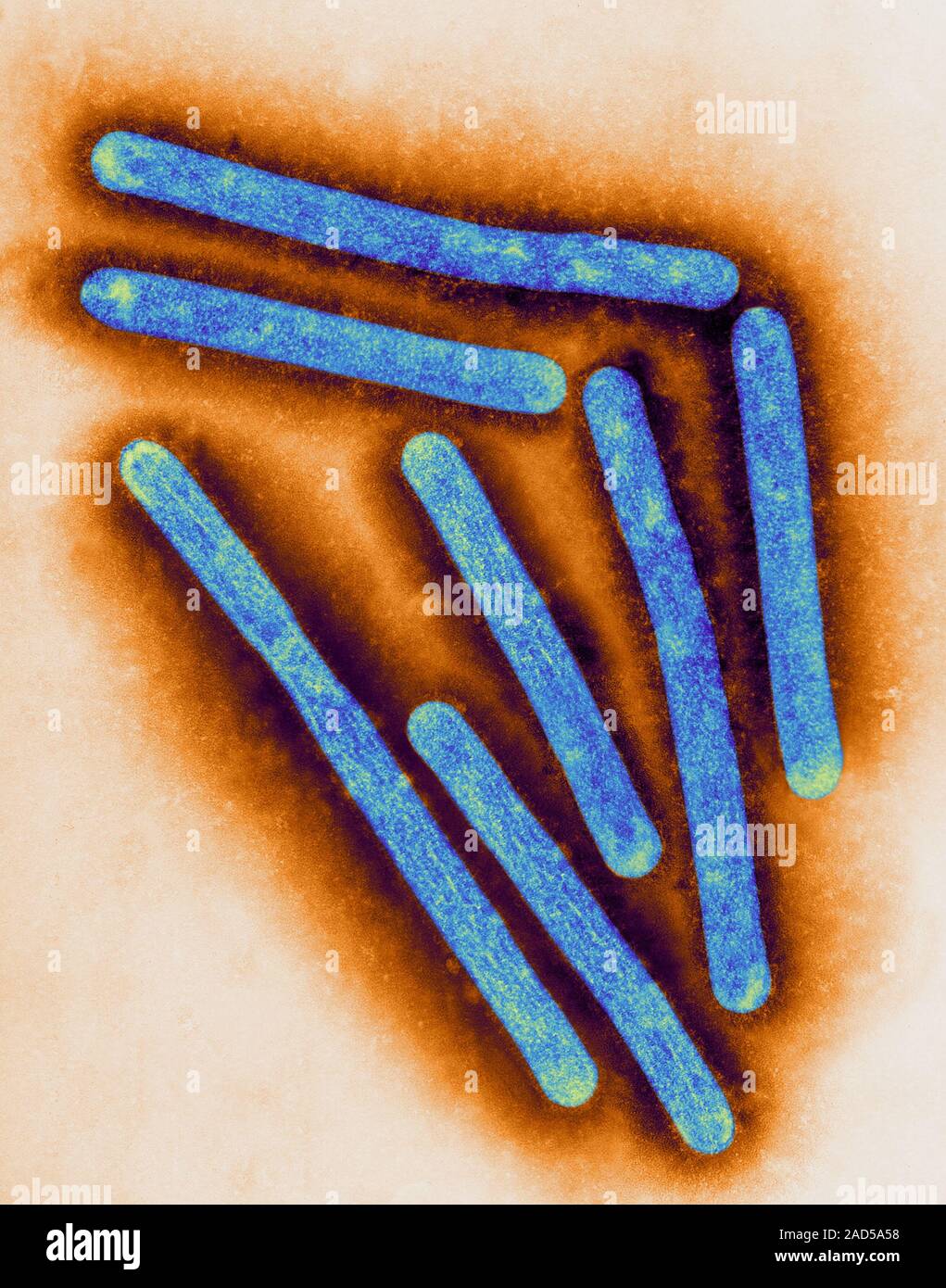 H5N1 avian influenza virus, coloured transmission electron micrograph ...