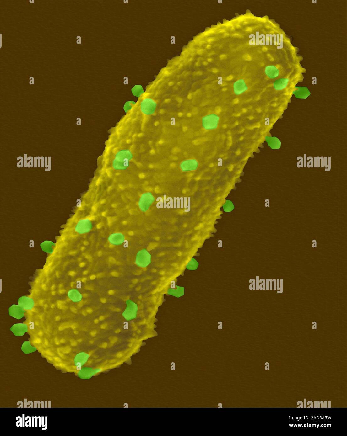 Bacteriophages attacking a bacterial cell (Escherichia coli), coloured ...