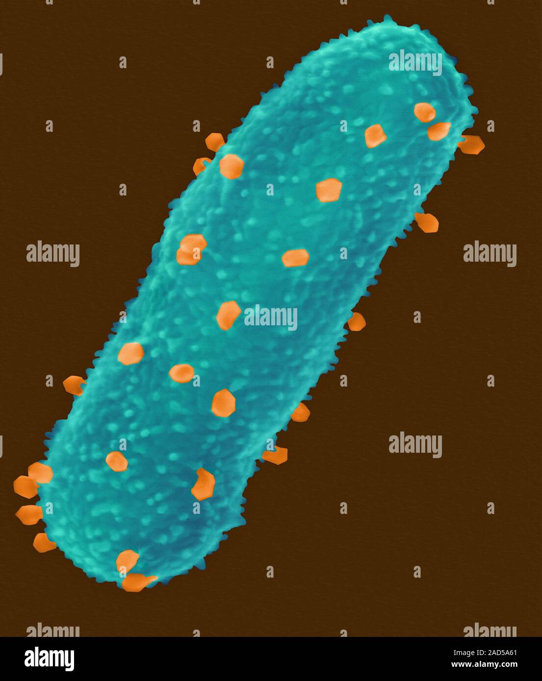Bacteriophages attacking a bacterial cell (Escherichia coli), coloured scanning electron ...