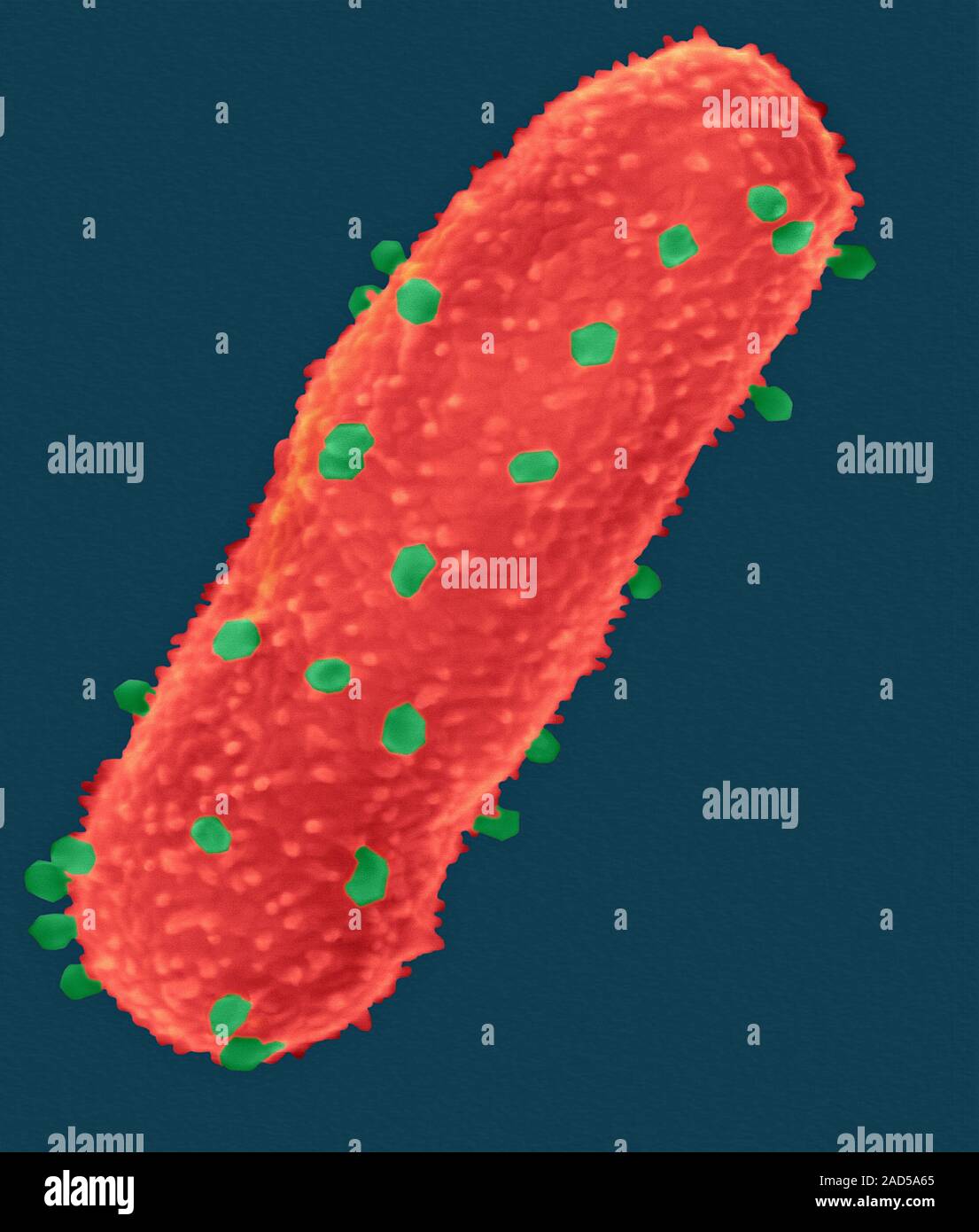 Bacteriophages attacking a bacterial cell (Escherichia coli), coloured scanning electron ...