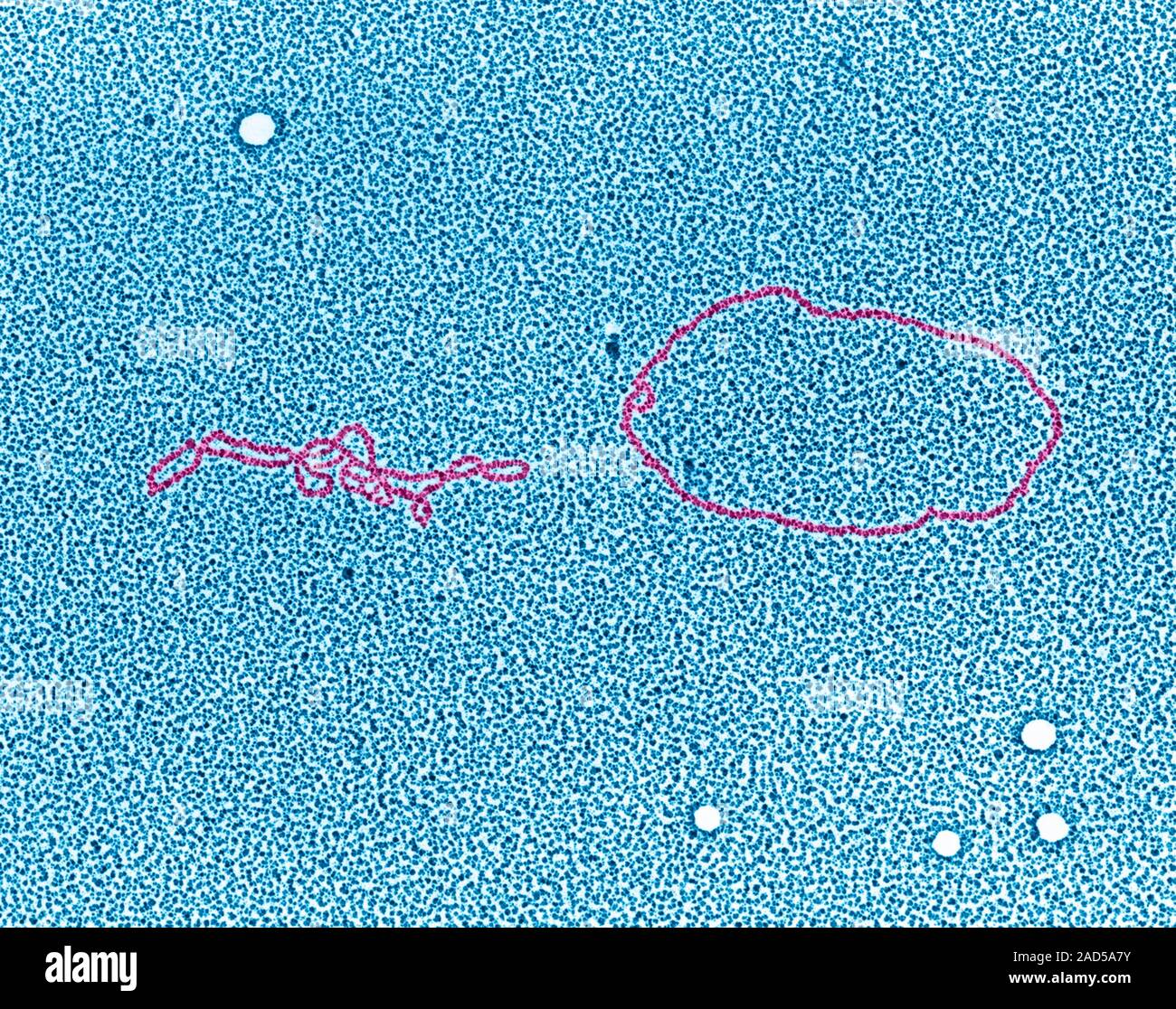 Lambda phage DNA (from a DNA virus), coloured transmission electron ...