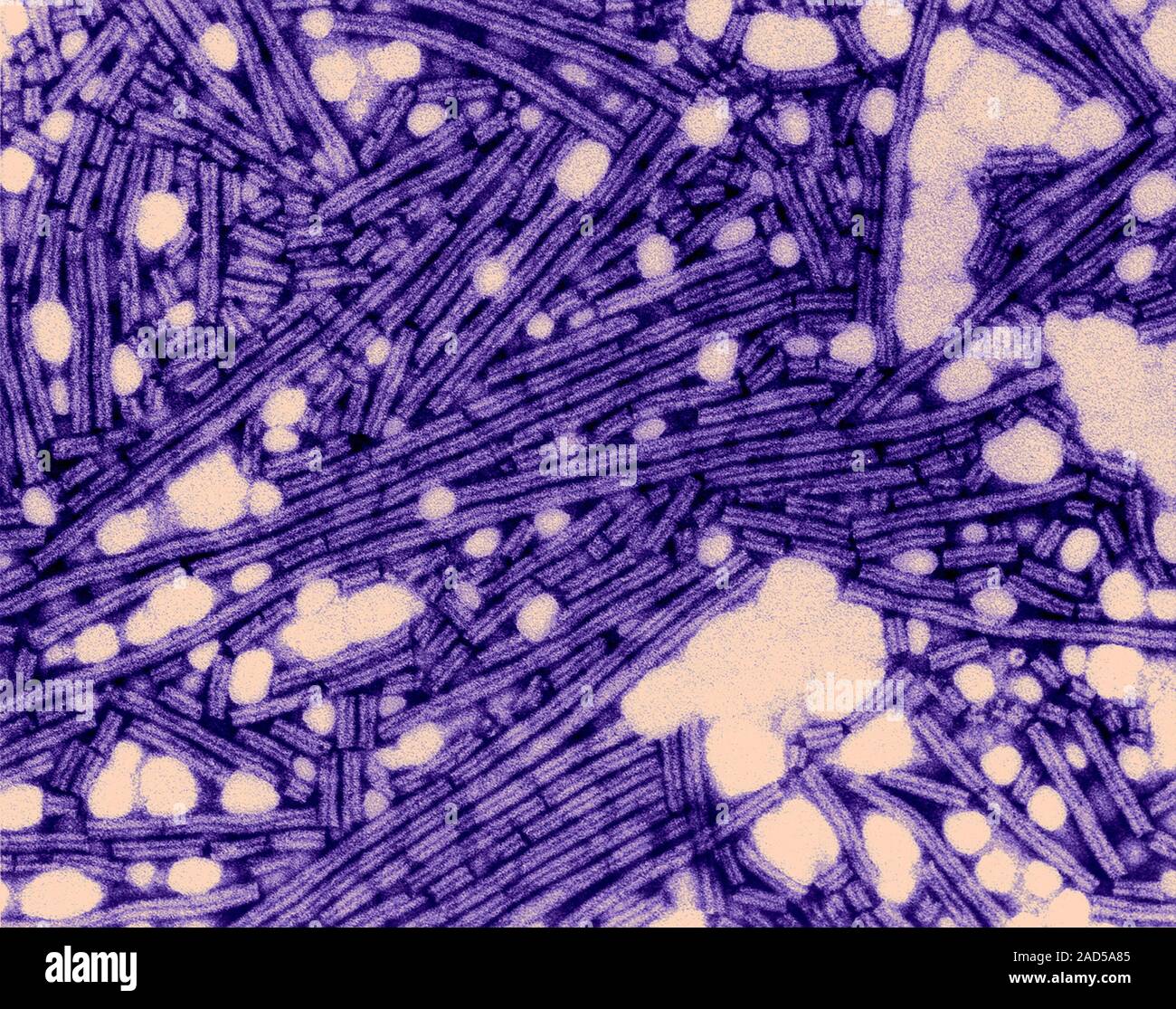 Tobacco mosaic virus (TMV, RNA virus, Family Virgaviridae), coloured ...