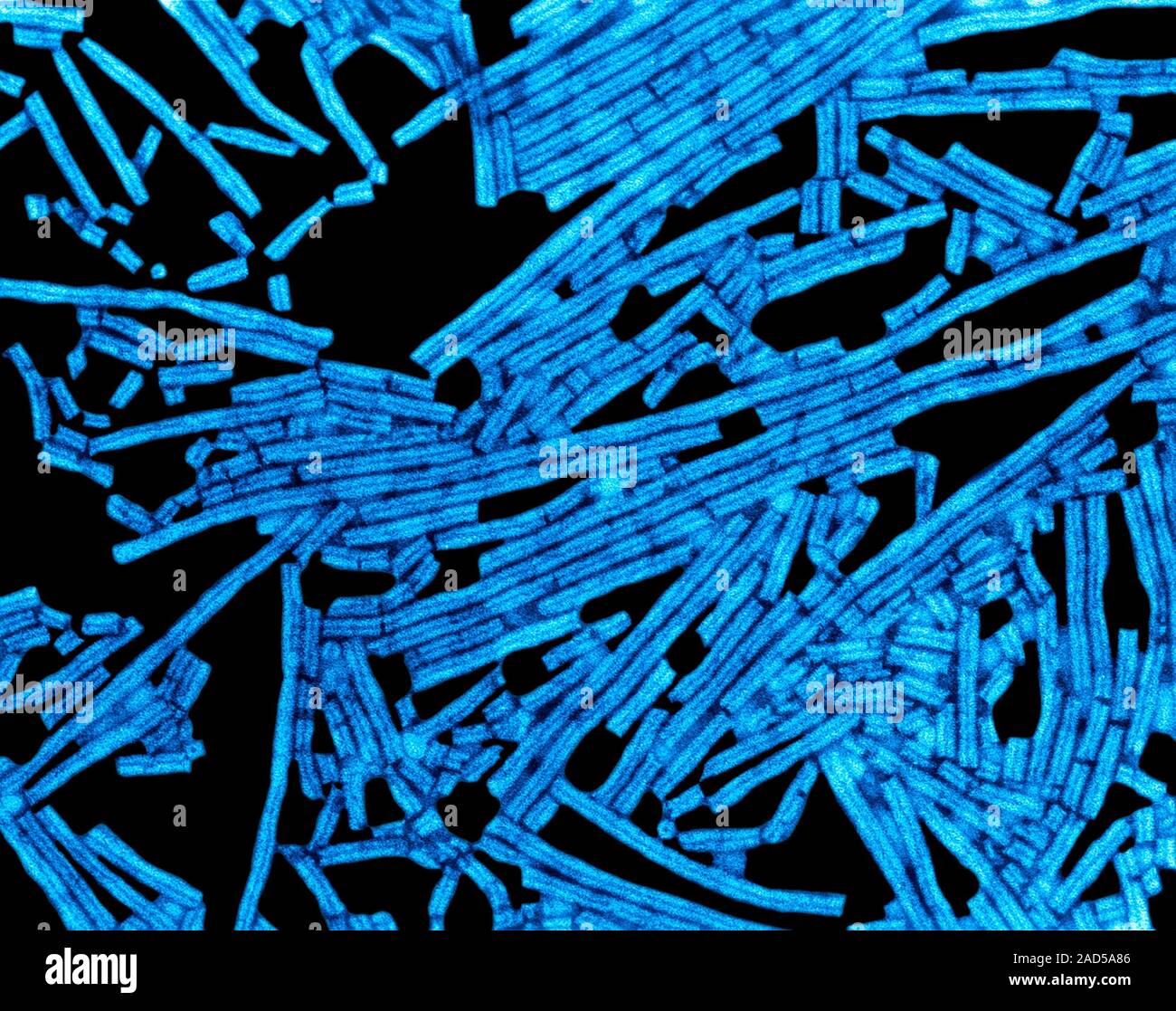 Tobacco mosaic virus (TMV, RNA virus, Family Virgaviridae), coloured ...