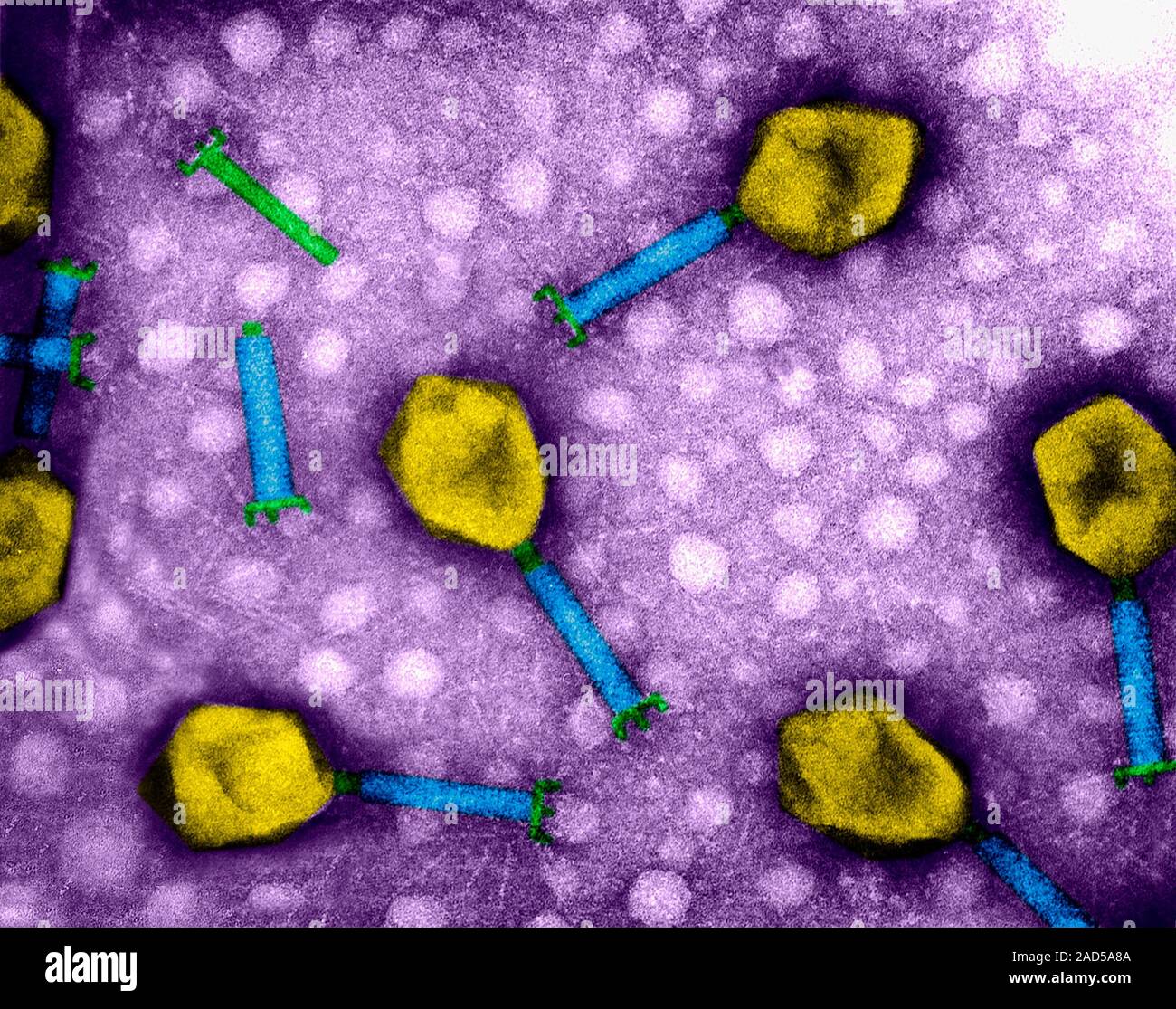 T4 bacteriophage (DNA virus), coloured transmission electron micrograph (TEM). T4 is a ...