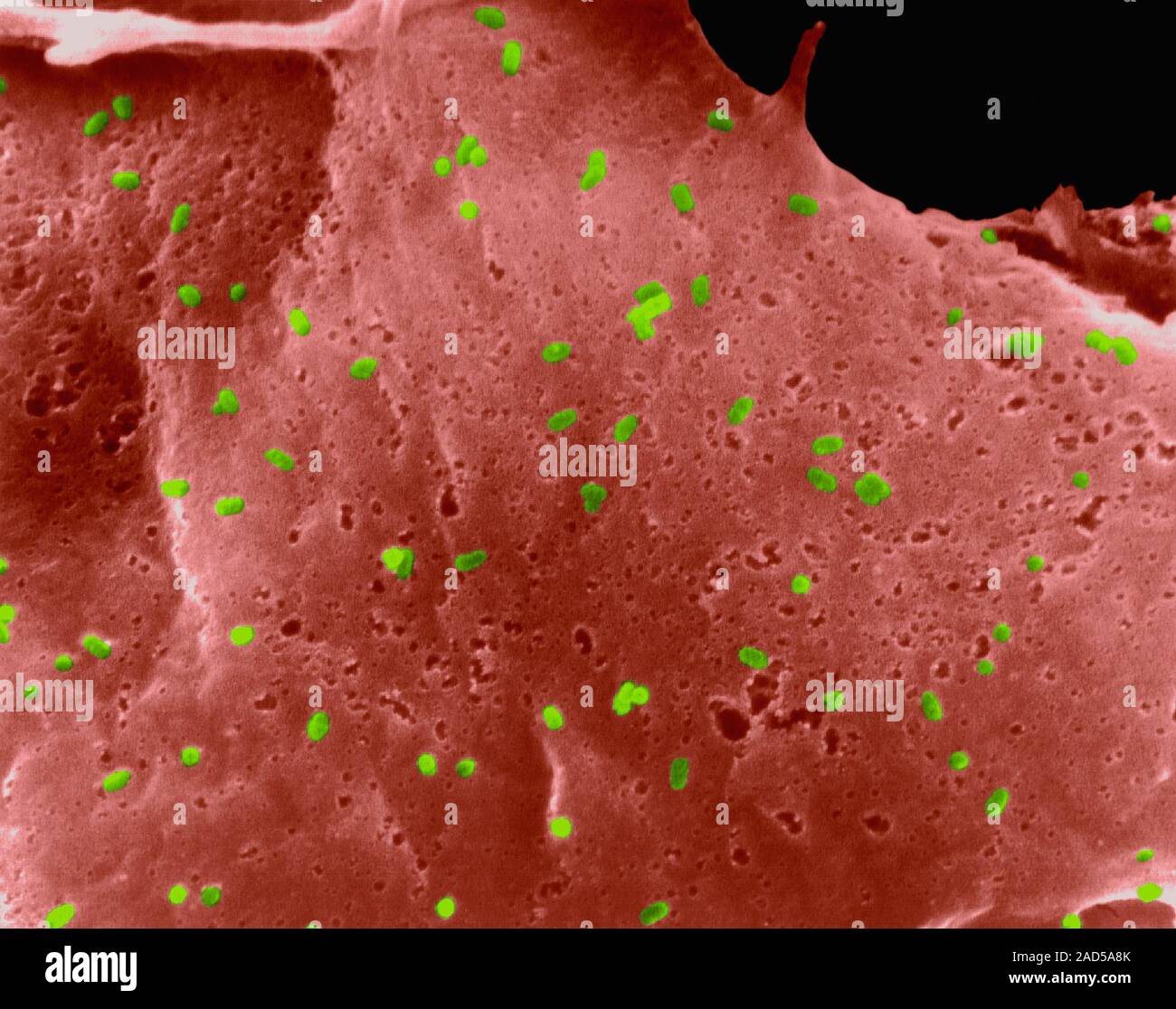 Rhabdovirus infecting a fish epithelial cell (RNA virus, Rhabdoviridae ...