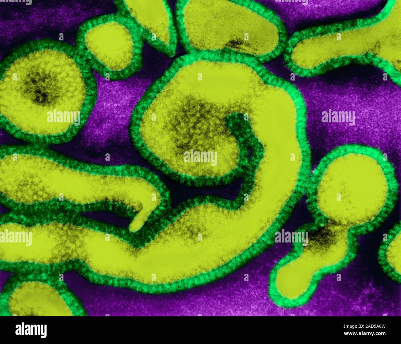 Influenza A virus (RNA virus, Orthomyxoviridae Family), coloured ...