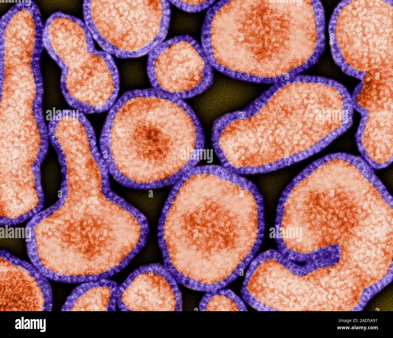 Influenza A virus (RNA virus, Orthomyxoviridae Family), coloured ...
