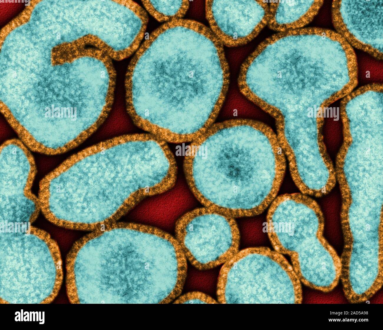 Influenza A virus (RNA virus, Orthomyxoviridae Family), coloured ...
