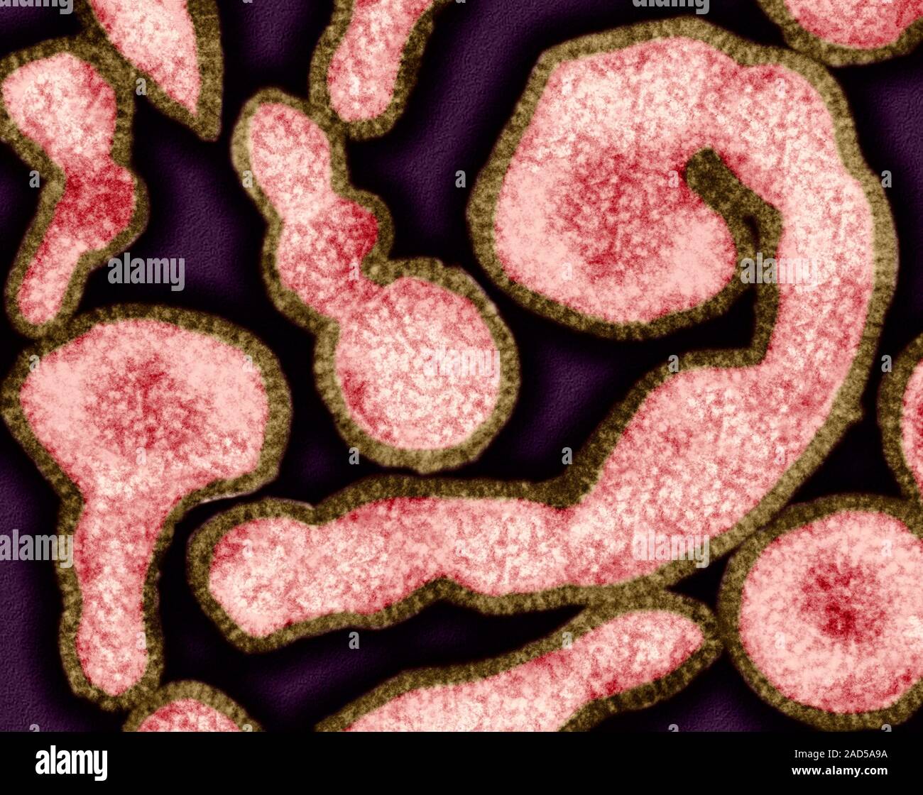 Influenza A virus (RNA virus, Orthomyxoviridae Family), coloured ...