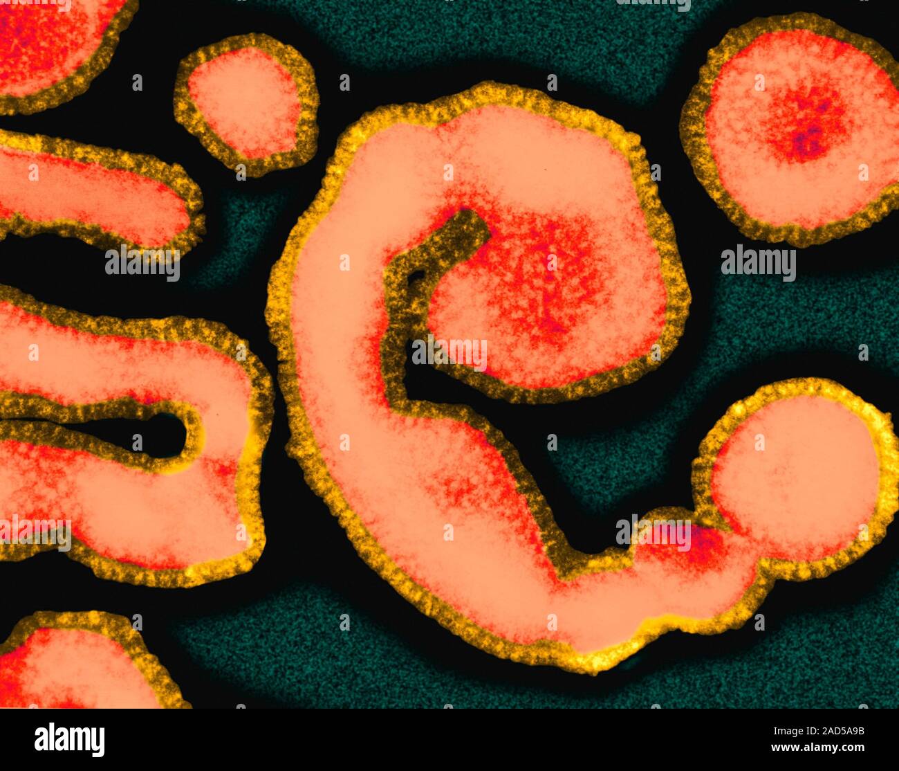Influenza A virus (RNA virus, Orthomyxoviridae Family), coloured ...