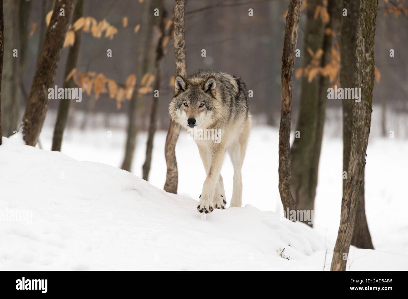 Grey wolf (Canis lupus). This apex predator is native to the wilderness ...