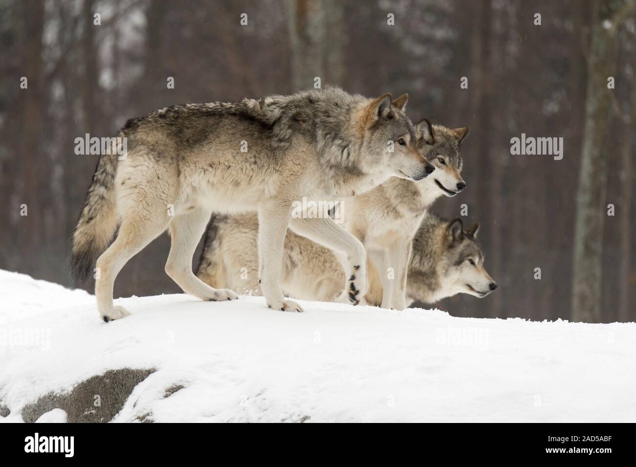 Grey wolf (Canis lupus). This apex predator is native to the wilderness ...