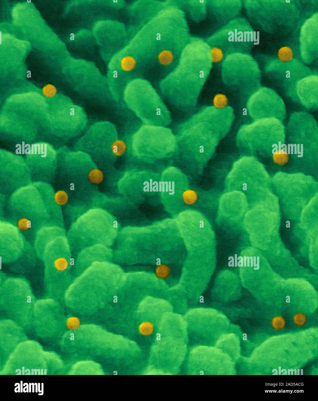 Rhinovirus, cause of the common cold (Picornaviridae family, RNA virus ...