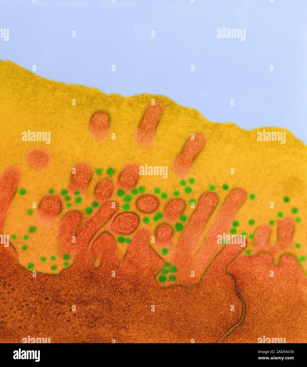 Rhinoviruses, cause of the common cold (Picornaviridae family, RNA ...