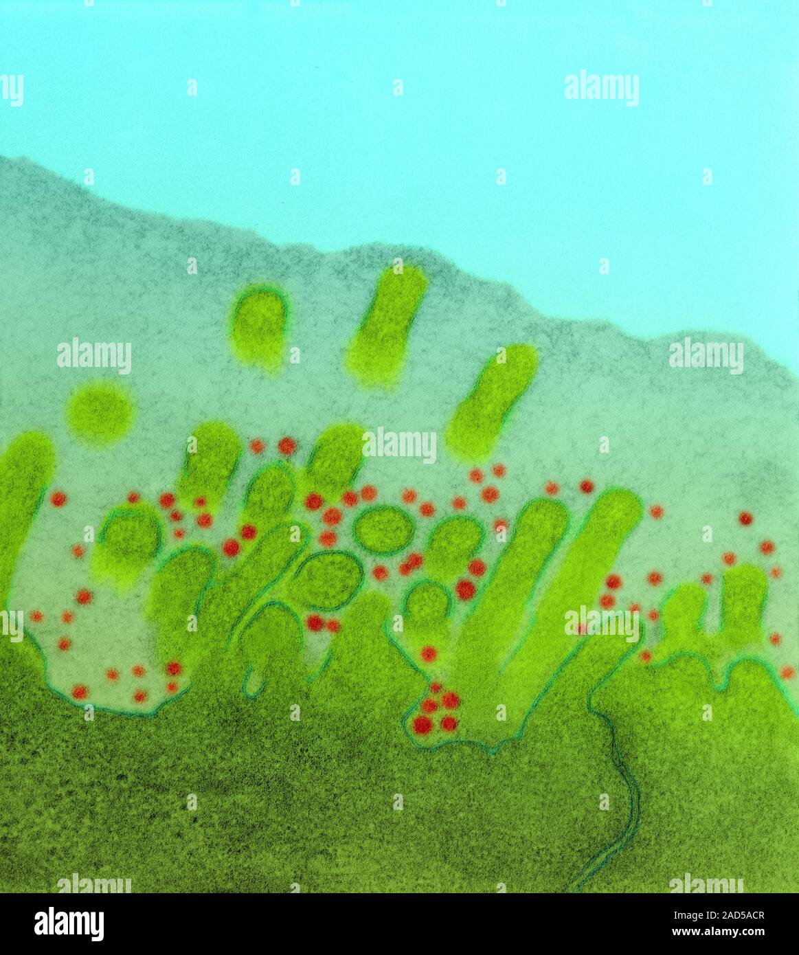 Rhinoviruses, cause of the common cold (Picornaviridae family, RNA ...