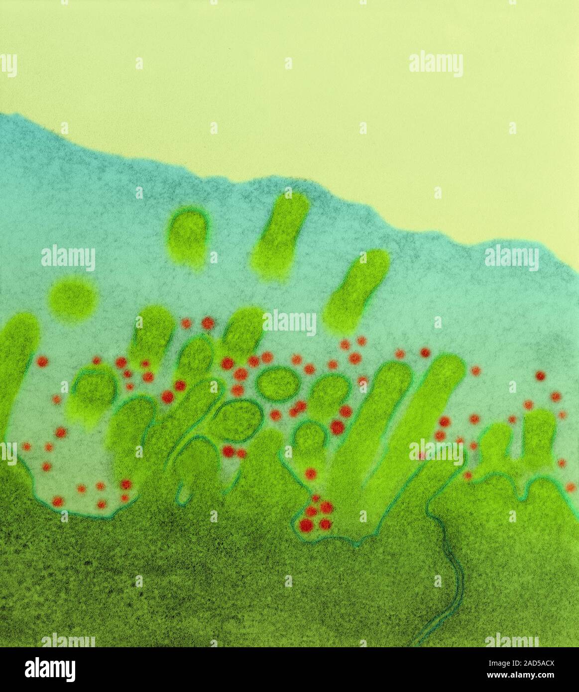 Rhinoviruses, cause of the common cold (Picornaviridae family, RNA ...