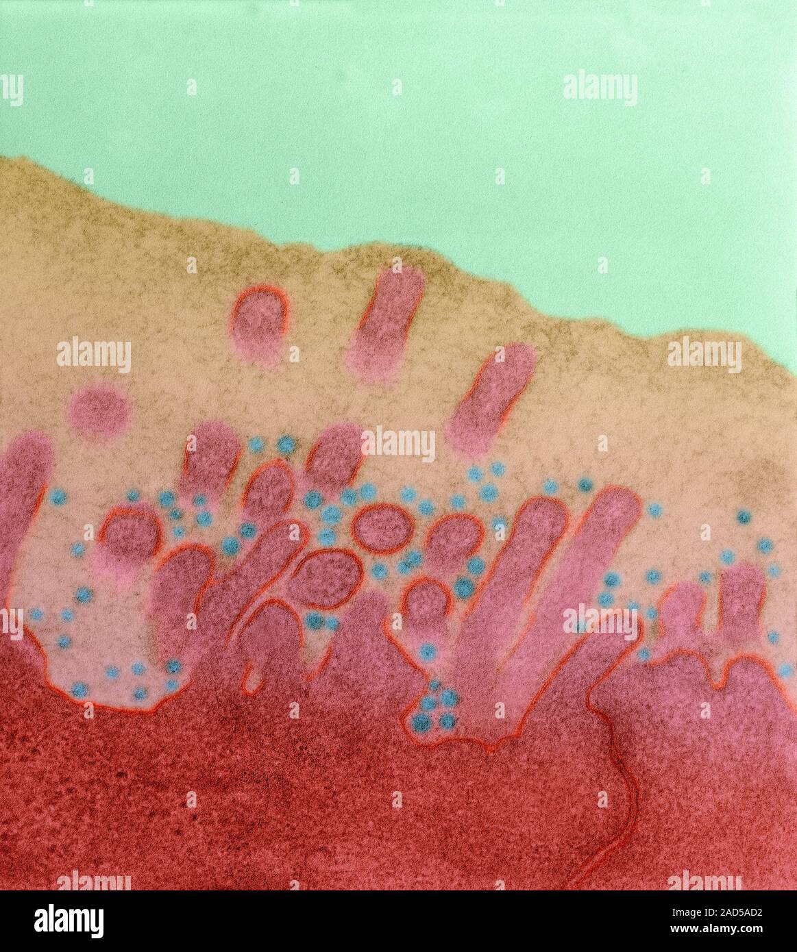 Rhinoviruses, cause of the common cold (Picornaviridae family, RNA ...