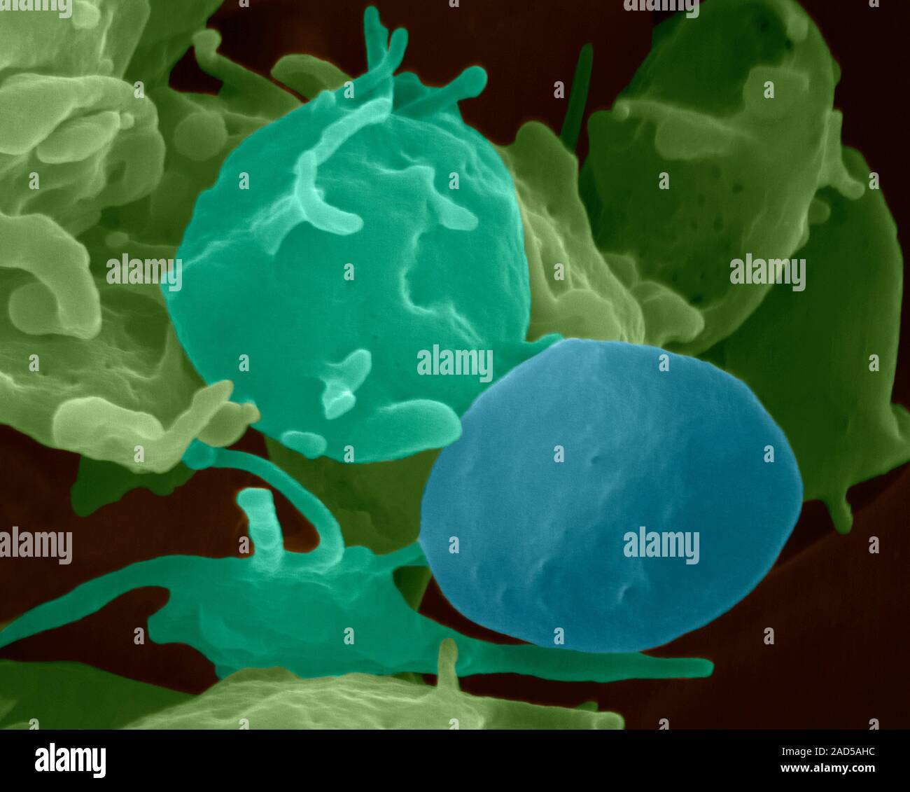 Activated and non-activated platelets with channels of the open ...