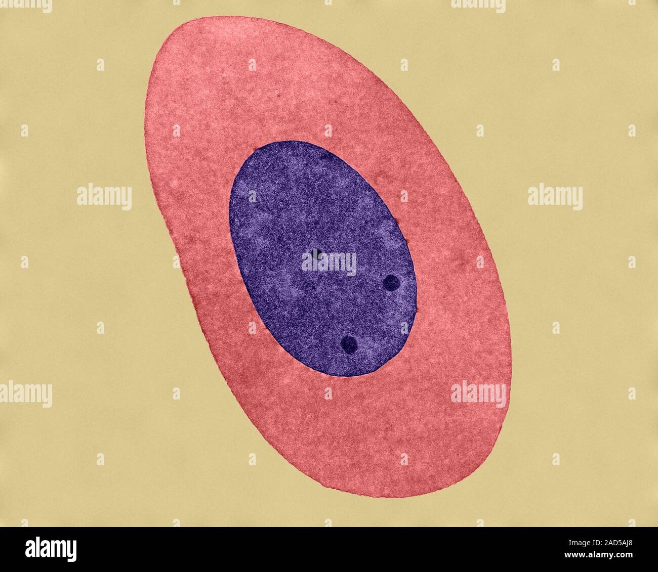 Human polychromatic erythroblast (normoblast), coloured transmission ...