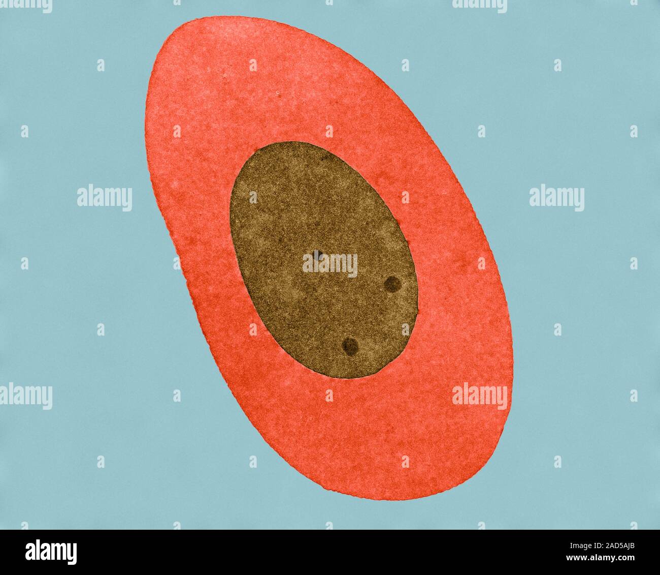 Human polychromatic erythroblast (normoblast), coloured transmission ...