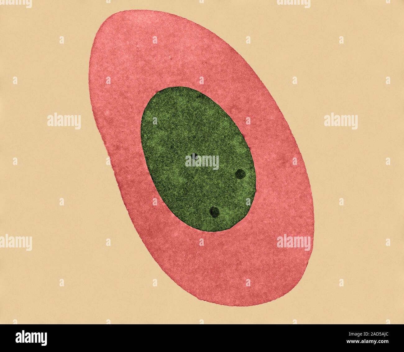 Human polychromatic erythroblast (normoblast), coloured transmission ...
