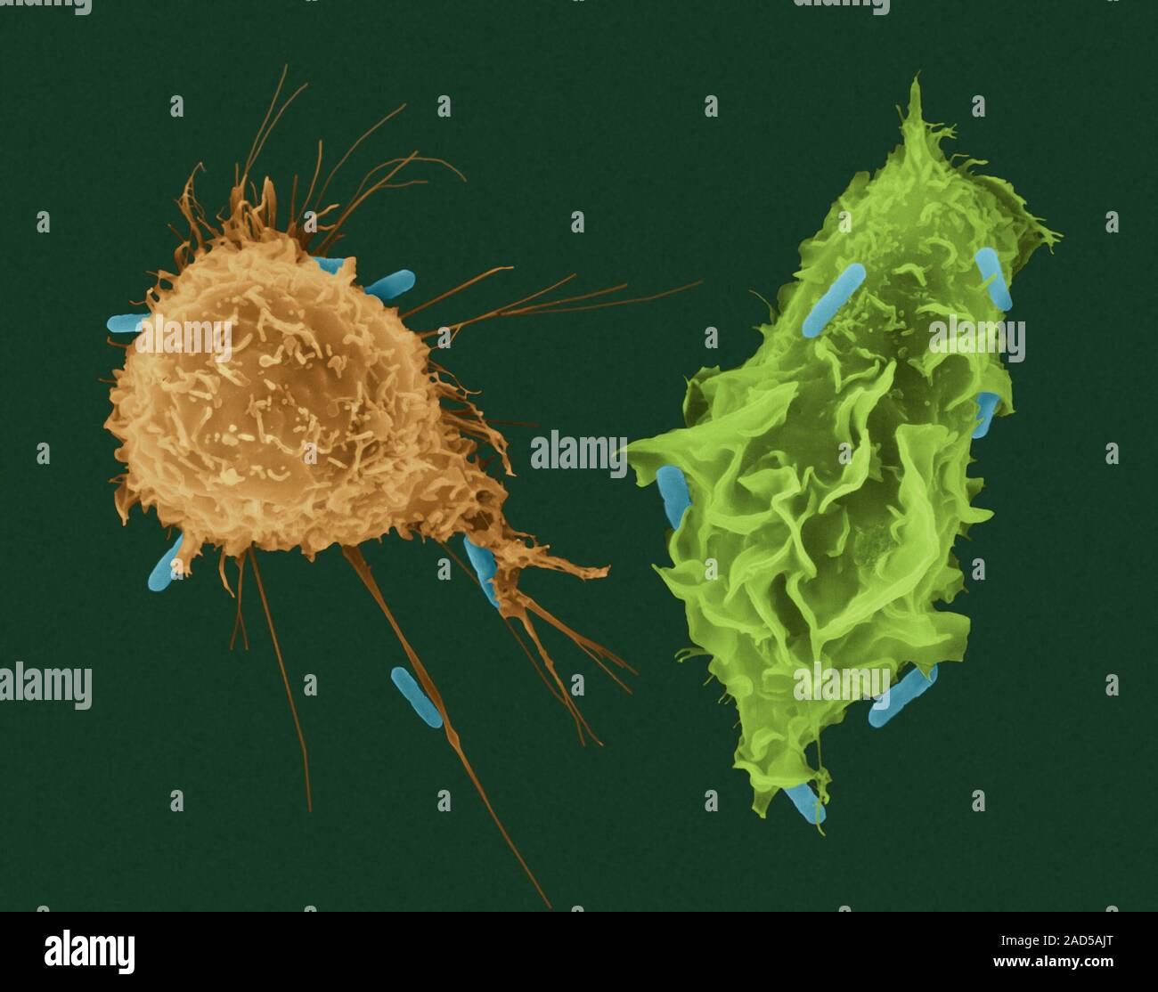 Phagocytic cells involved in phagocytosis of E. coli -the filopodial ...