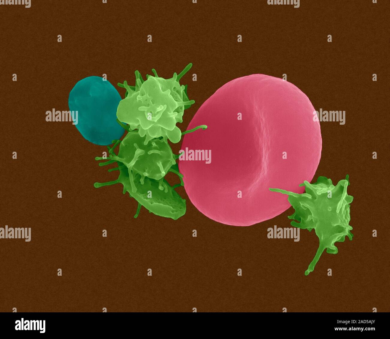 Activated (green, filopodial extensions) and non-activated (blue ...
