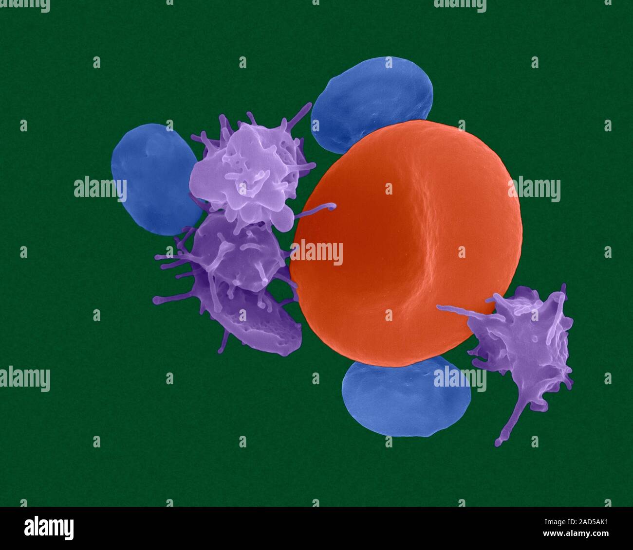 Activated (purple, filopodial extensions) and non-activated (blue ...