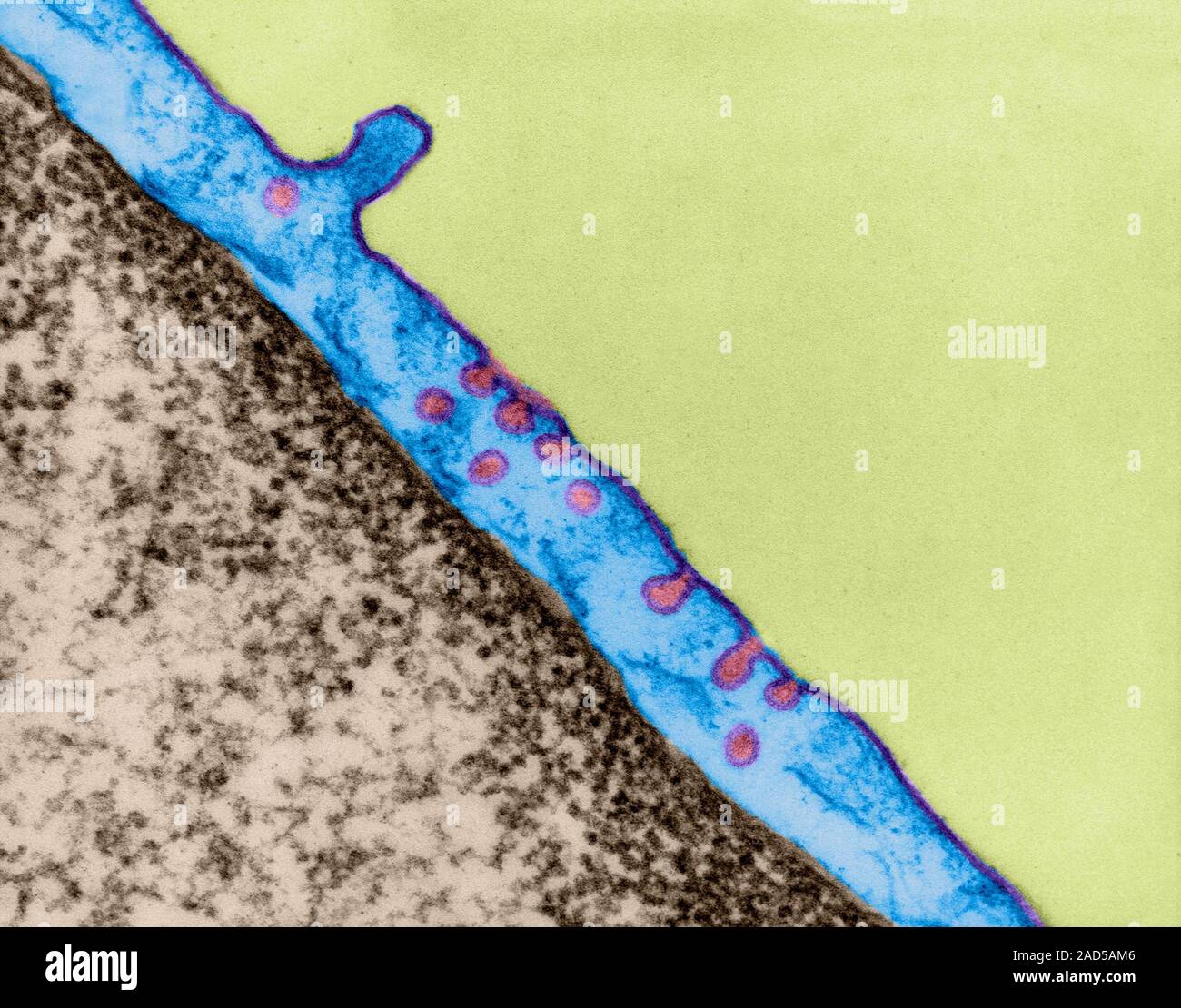 What Is Pinocytosis What Does Pinocytosis Mean