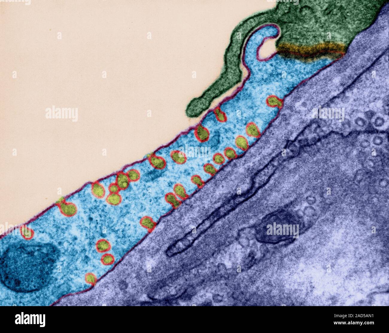 Endocytosis (pinocytosis) by a capillary endothelial cell, coloured transmission electron ...